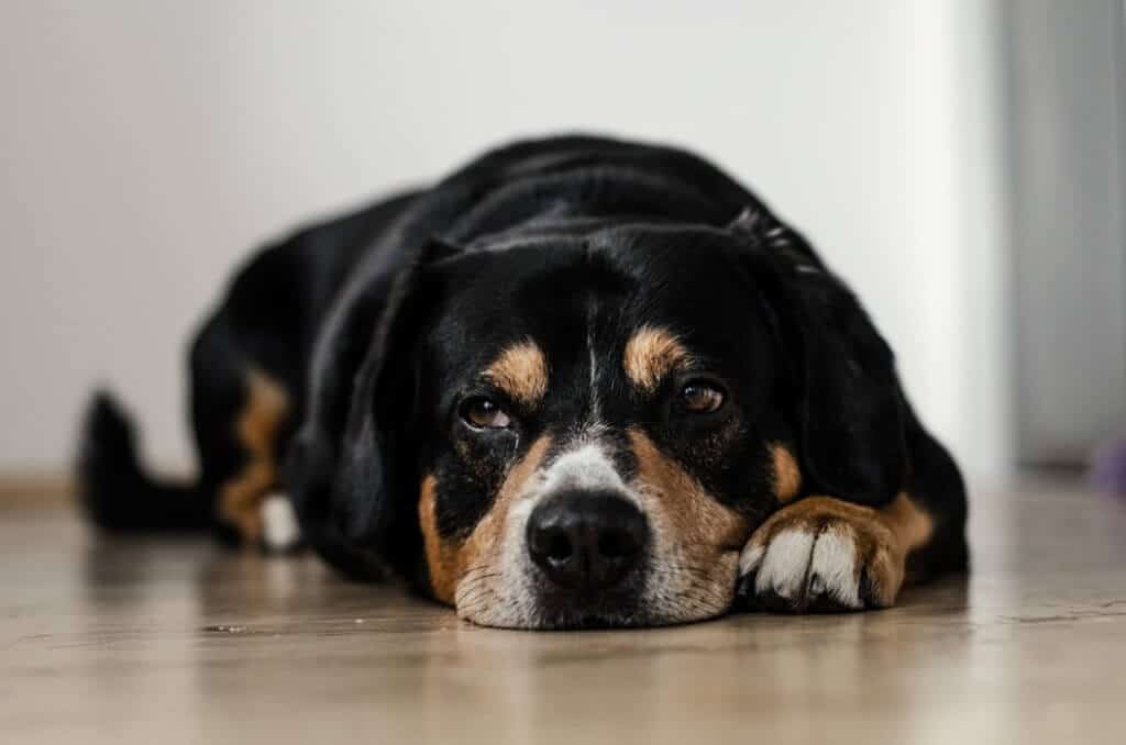 The Best Dog Wipes - Earth Rated Dog Wipe Review